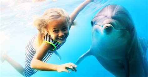 Do Dolphins Know What Humans Are Deciphering Dolphin Perception