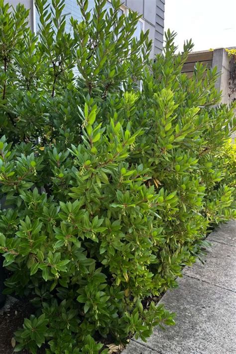 Buy Dwarf Strawberry Tree Arbutus Unedo Compacta Free Shipping
