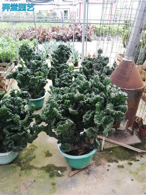 玉麒麟植物图片大全 玉麒麟花图片大全大图 第2页 大山谷图库