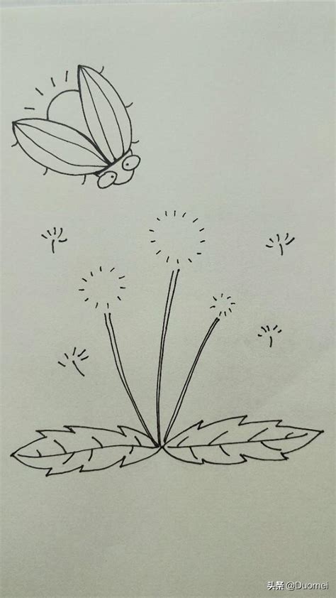 怎樣繪畫簡筆畫美術老師來教你 蒲公英和螢火蟲 繪畫教程 每日頭條