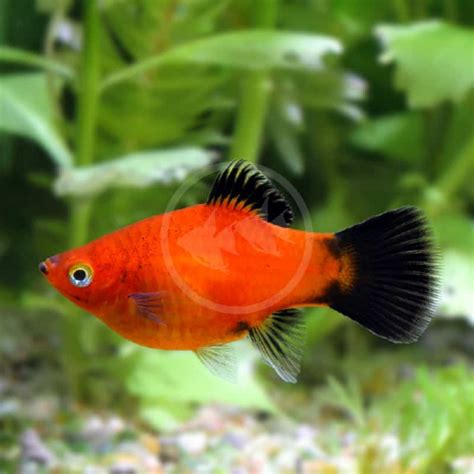 Platy Tiger Xiphophorus Maculatus Aquatics Unlimited