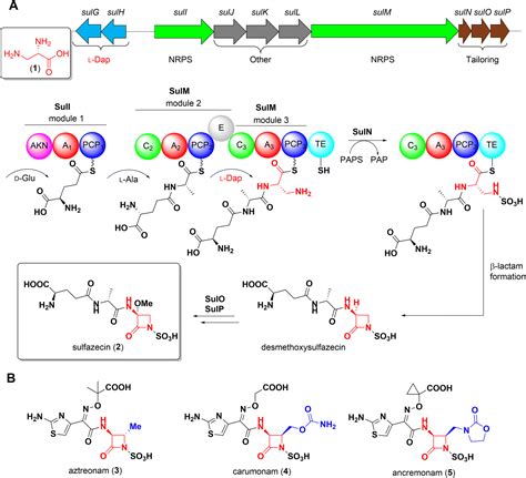 Synthesis Of Functionalized 2 3 Diaminopropionates And Their Potential