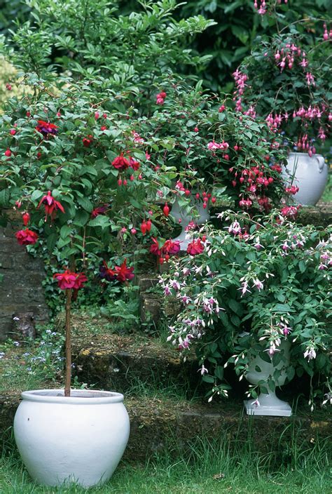 How To Protect Plants From Frost 10 Quick And Easy Methods Homes