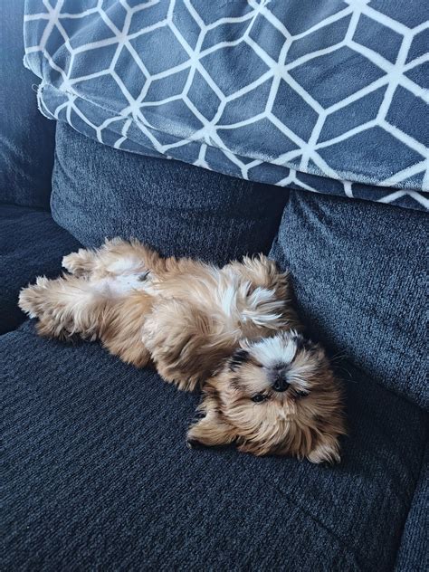 This is his house now. And I have no complaints. : r/Shihtzu