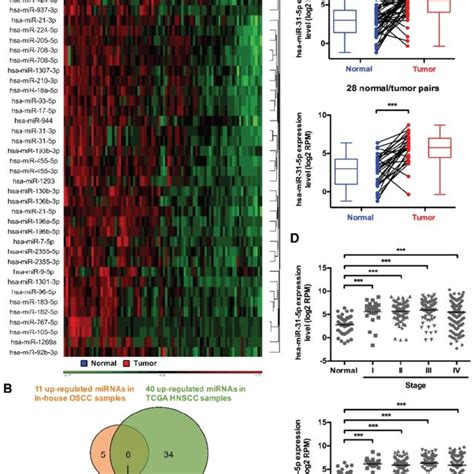 ACOX the rate limiting enzyme in peroxisomal β oxidation is directly Download Scientific