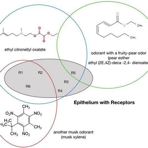 Simplified Olfactory Pathway Odorants Travel Up The Nasal Cavity To Download Scientific