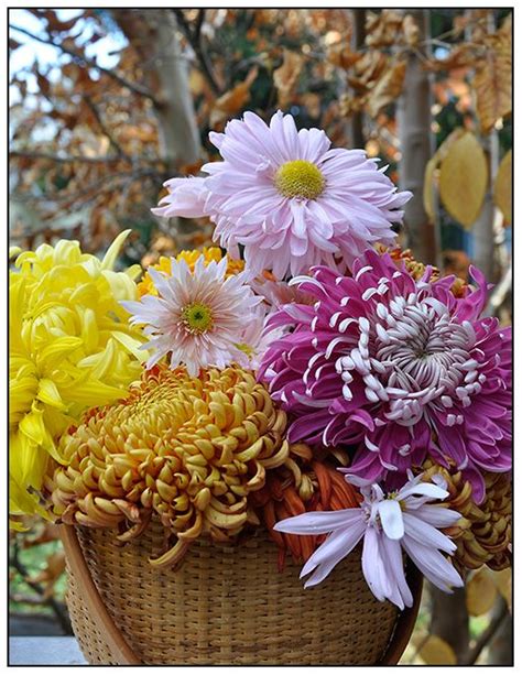 Fancy Mums The Resurgence Of A Timeless Flower