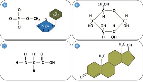 Dna Monomers That Make Up