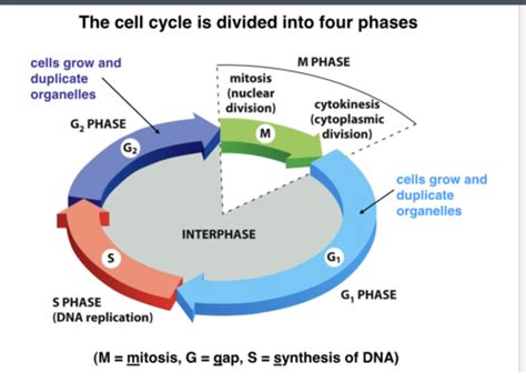 Cell Cycle Flashcards Quizlet