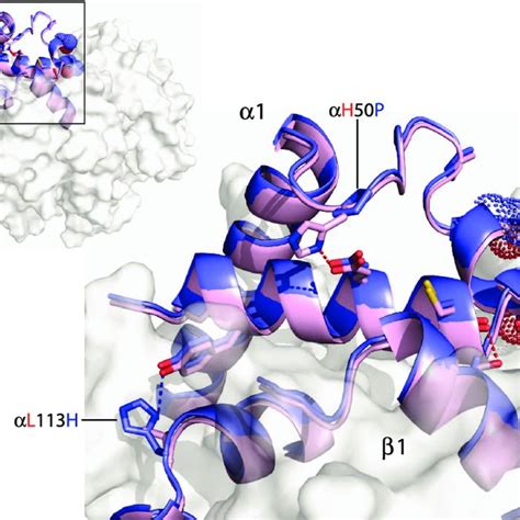 Pdf Epistasis Among Adaptive Mutations In Deer Mouse Hemoglobin