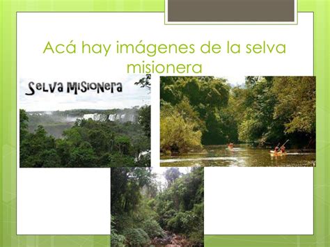 Dibujos De La Selva Misionera Urema Nacor