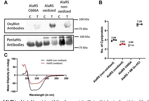Figure 1 From Escherichia Coli Alanyl Trna Synthetase Maintains
