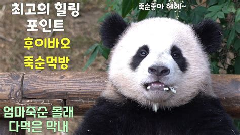 에버랜드 판다 후이바오 죽순 맛있게 먹는 모습은 최고의 힐링 포인트 보고 있으면 행복해져요 루이바오는 어부바 나무에서