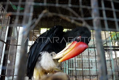 Rangkong Terancam Punah Antara Foto