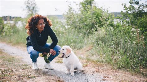 Want To Maintain Your Puppys Focus Around Other Dogs Listen To This