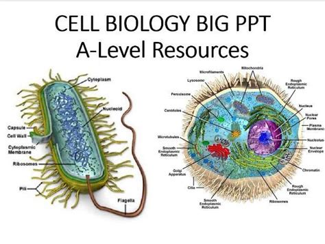 321 Cell Structure Aqa A Level Biology Specification Teaching Resources
