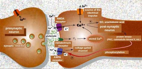 Describe How Neurotransmitters Function In The Synapse And Brain