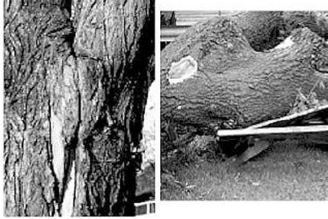 Identify And Manage Hazardous Tree Defects And Tree Damage Daryl S Tree Care