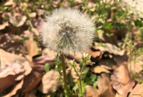 たんぽぽタンポポの綿毛とは？花言葉や育ち方、ハーバリウムの作り方は？ Horti 〜ホルティ〜 By Greensnap たんぽぽ