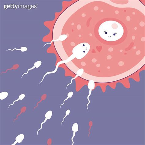 Insemination And Fertilization Concept Human Sexual Reproductive