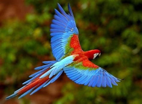 Fauna Qué es la fauna