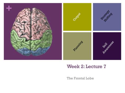 Solution The Frontal Lobe Introduction To Psychology Studypool