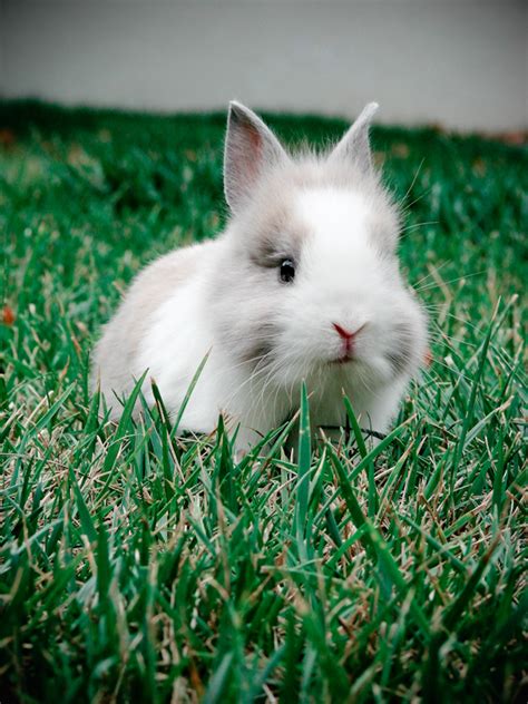 The Daily Bunny