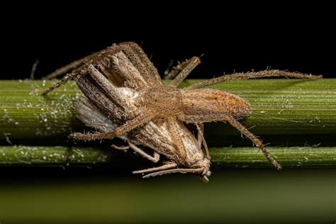 Premium Photo Adult Female Running Crab Spider