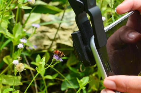 Premium Photo A Female Photographer Taking A Small Object Using A Macro Lens And A Smartphone