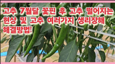 고추 7월달 꽃핀 후 고추 떨어지는 현상 및 고추 여러가지 생리장해 해결방법 고추 장마철 물관리 방법농사의신 Youtube