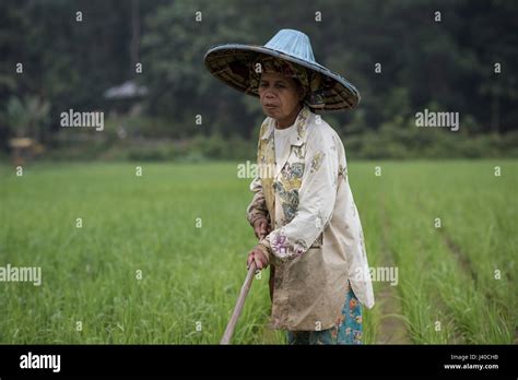A Female Rice Field Worker At The Harau Valley Sumatra Indonesia