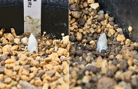 「福寿海」もプチ手入れ 今日も まったり・・・ 楽天ブログ