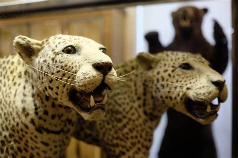Musée De La Chasse Et De La Nature Museum Of Hunting And Nature In