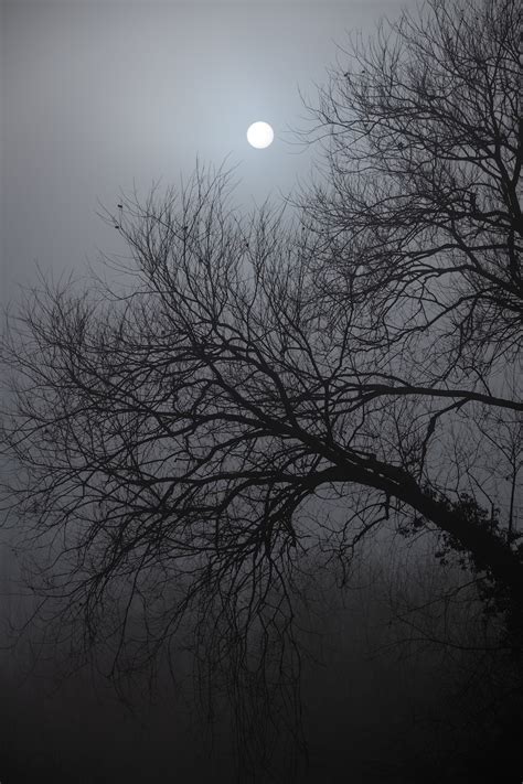 Leafless Tree Under Gray Sky Photo Free Grey Image On Unsplash