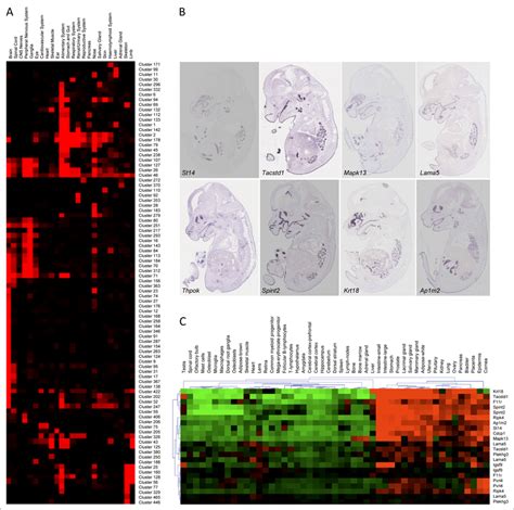 Hierarchical Clustering Of Regionally Expressed Genes A Graphical