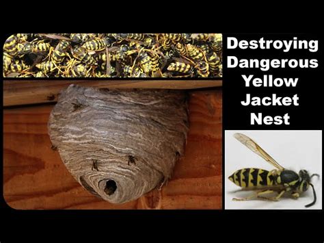 Yellow Jacket Nest Yellow Jacket Nests Hives