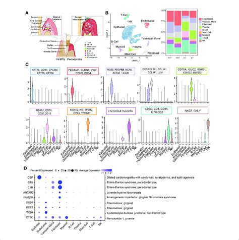 Overview Of The Clustering And Annotation Of The Single Cell Rna