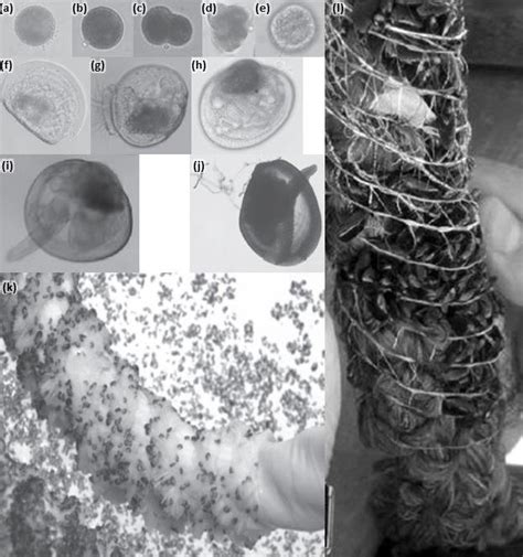 The Life Cycle Of Mytilus Edulis From Fertilization To Juvenile A