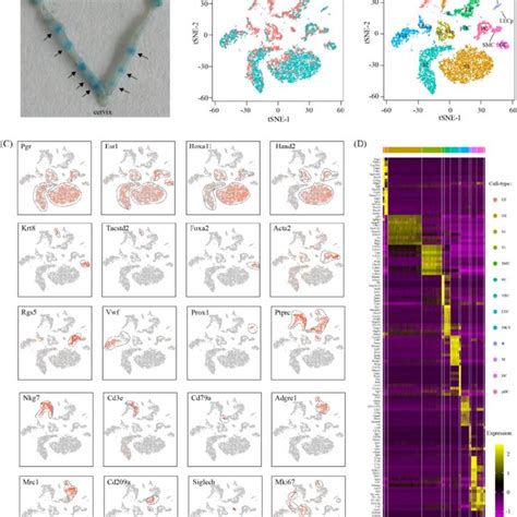 Single Cell Transcriptome Analysis Of The Implantation Site In Mouse