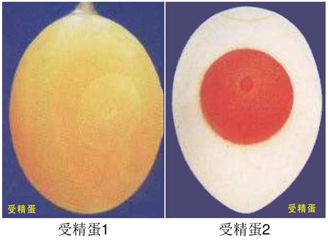 鸡胚发育照蛋与解剖图 Word文档在线阅读与下载 无忧文档