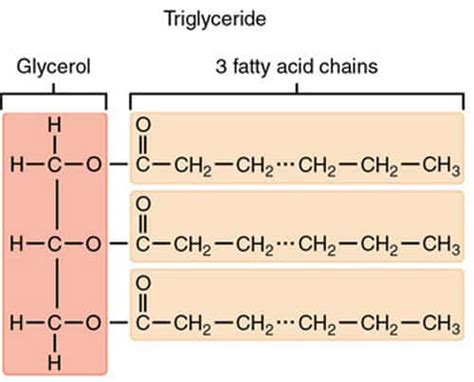 Lipids Basic Structure