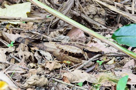 Discover The Great Eared Nightjar The Majestic Bird That Looks Like A