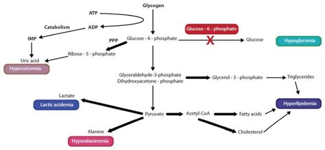 14 Carbohydrates Glycogen Metabolism Basicmedical Key