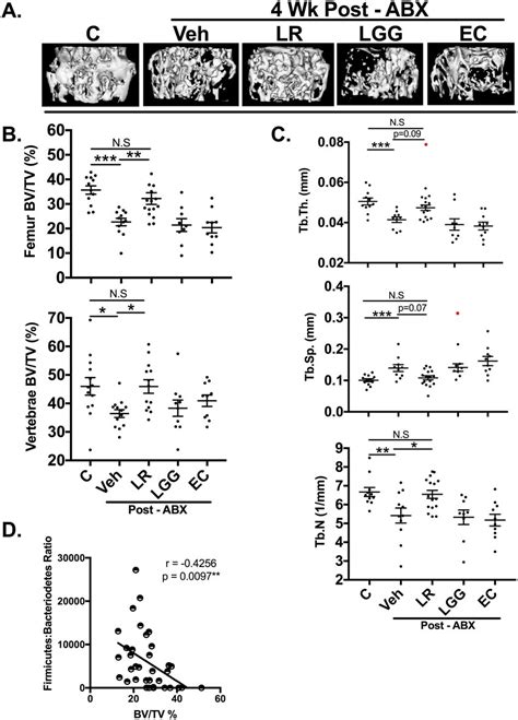Lactobacillus Reuteri Prevents Bone Loss Following Antibiotic Abx Download Scientific Diagram
