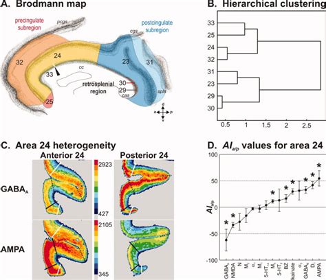The Cingulate Cortex As Defined By Brodmann A Schematic Download Scientific Diagram