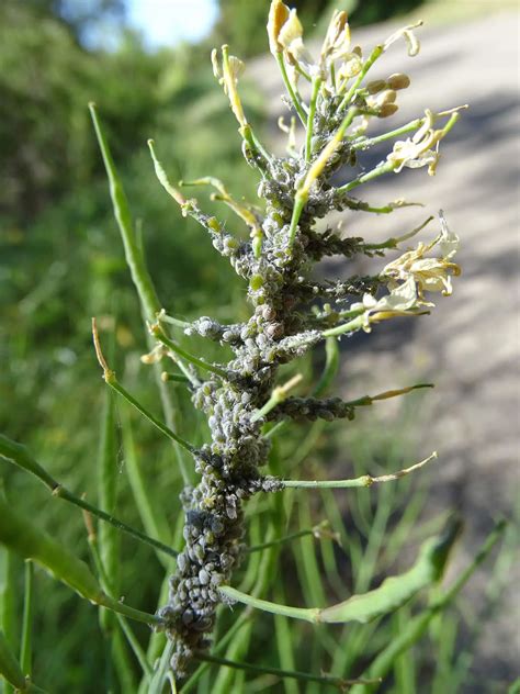 30 Types Of Aphids In North America Pictures And Identification