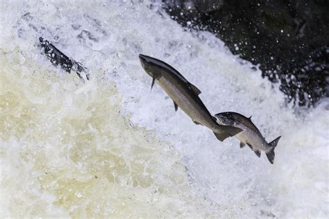 Predation Of Salmonids Salmon Watch Ireland