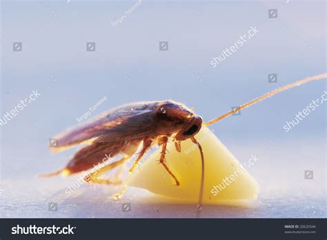 Gold Cockroach Cheese库存照片20620546 Shutterstock