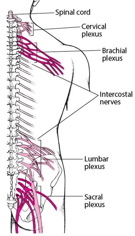Image Nerve Junction Boxes The Plexuses Msd Manual Consumer Version
