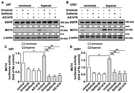 Monocarboxylate Transporter 4 Regulates Glioblastoma Motility And Monocyte Binding Ability